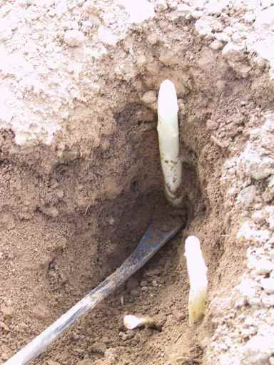 The History of Spargels ,German Asparagus history