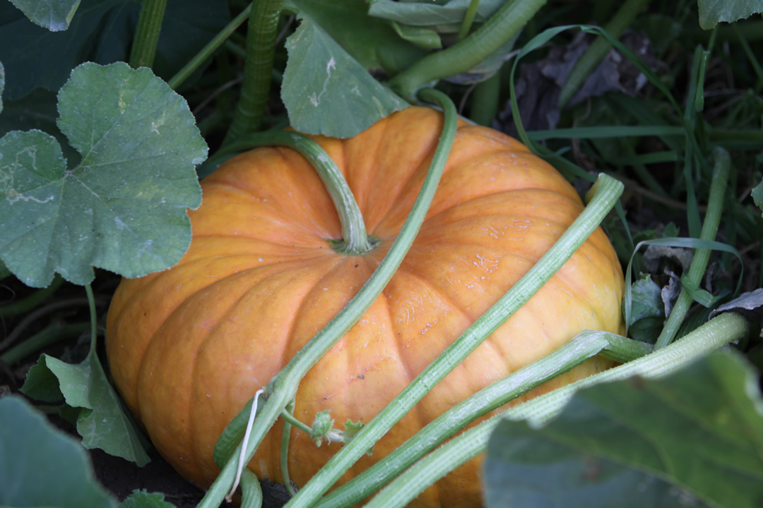 The Kitchen Project - "Food History"